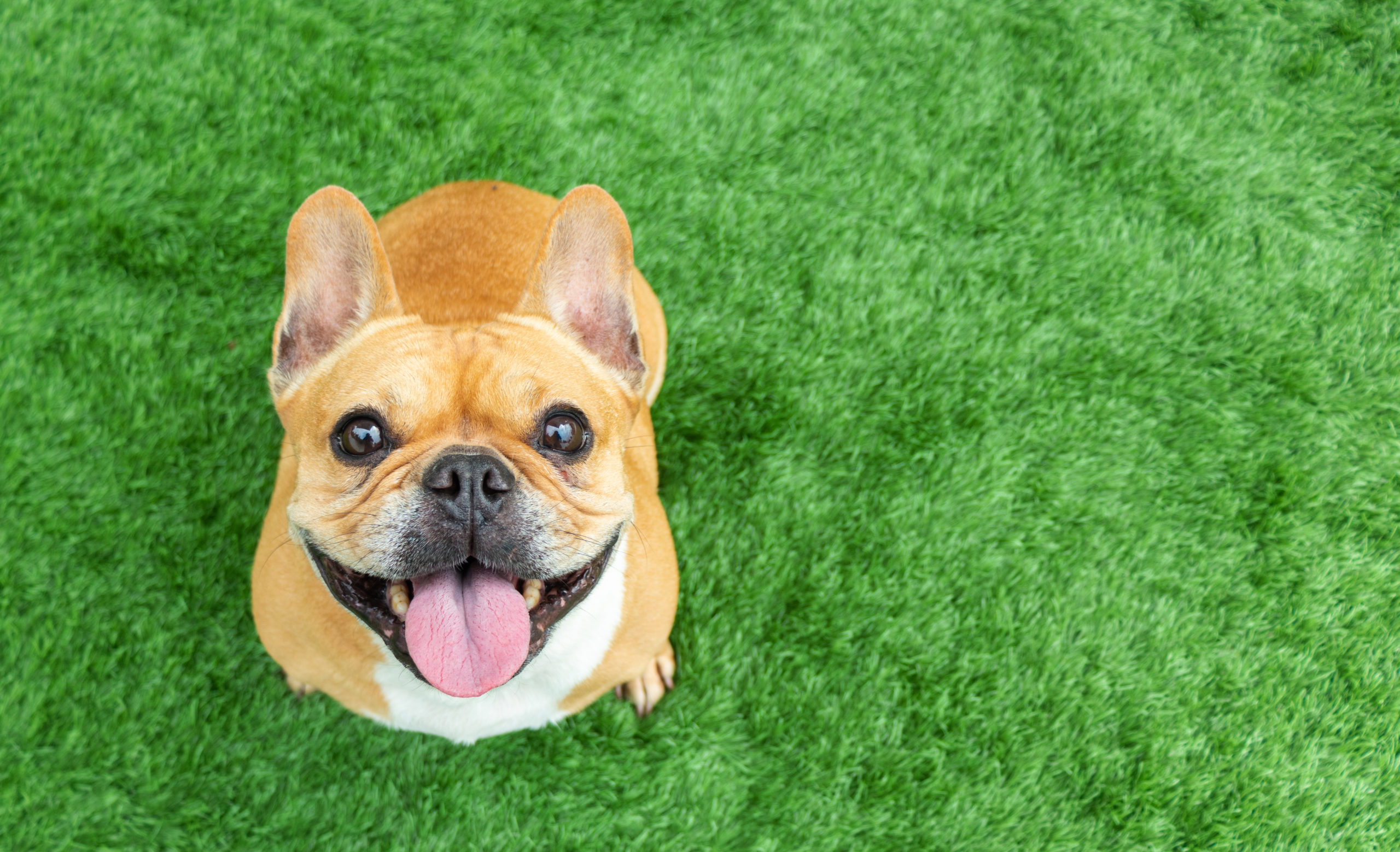 How To Prevent Dog Bites Car Accident Lemon Law And Auto Fraud Lawyer How To Prevent Dog Bites Car Accident Lemon Law And Auto Fraud Lawyer